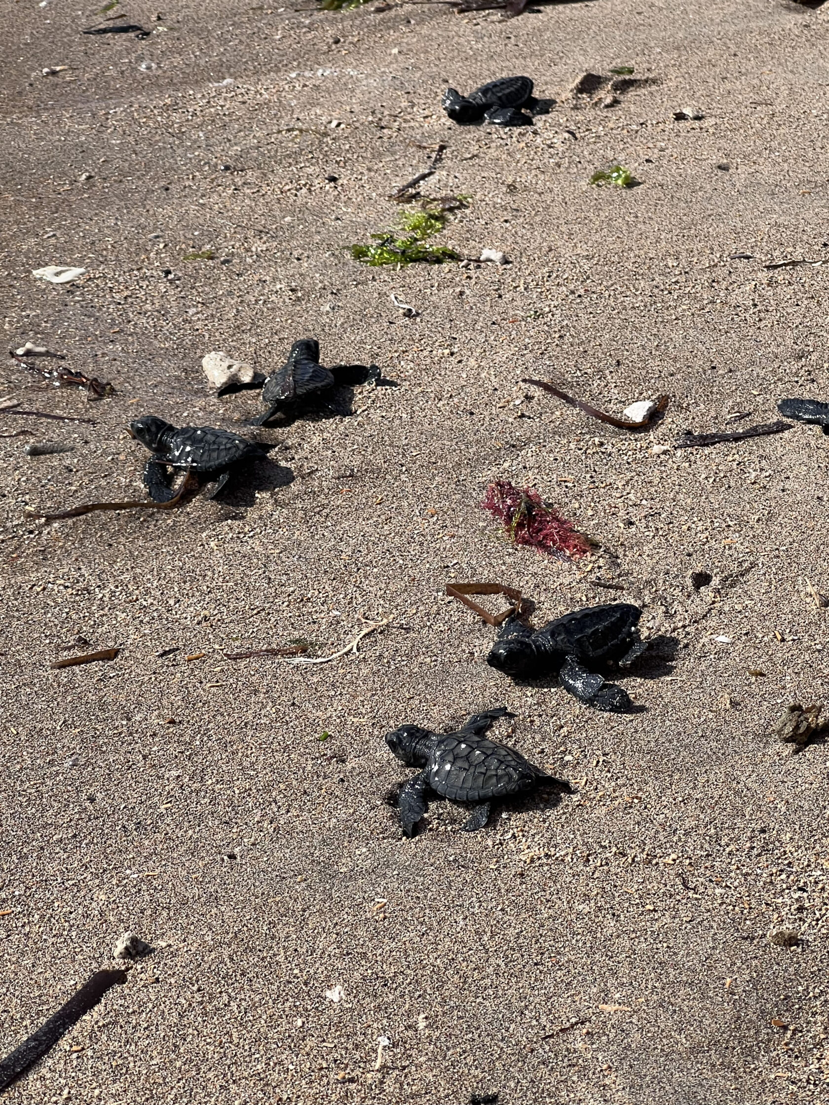 Terracotta Warriors, Tuk-Tuks, and Baby Turtles: Our Summer in Asia ...