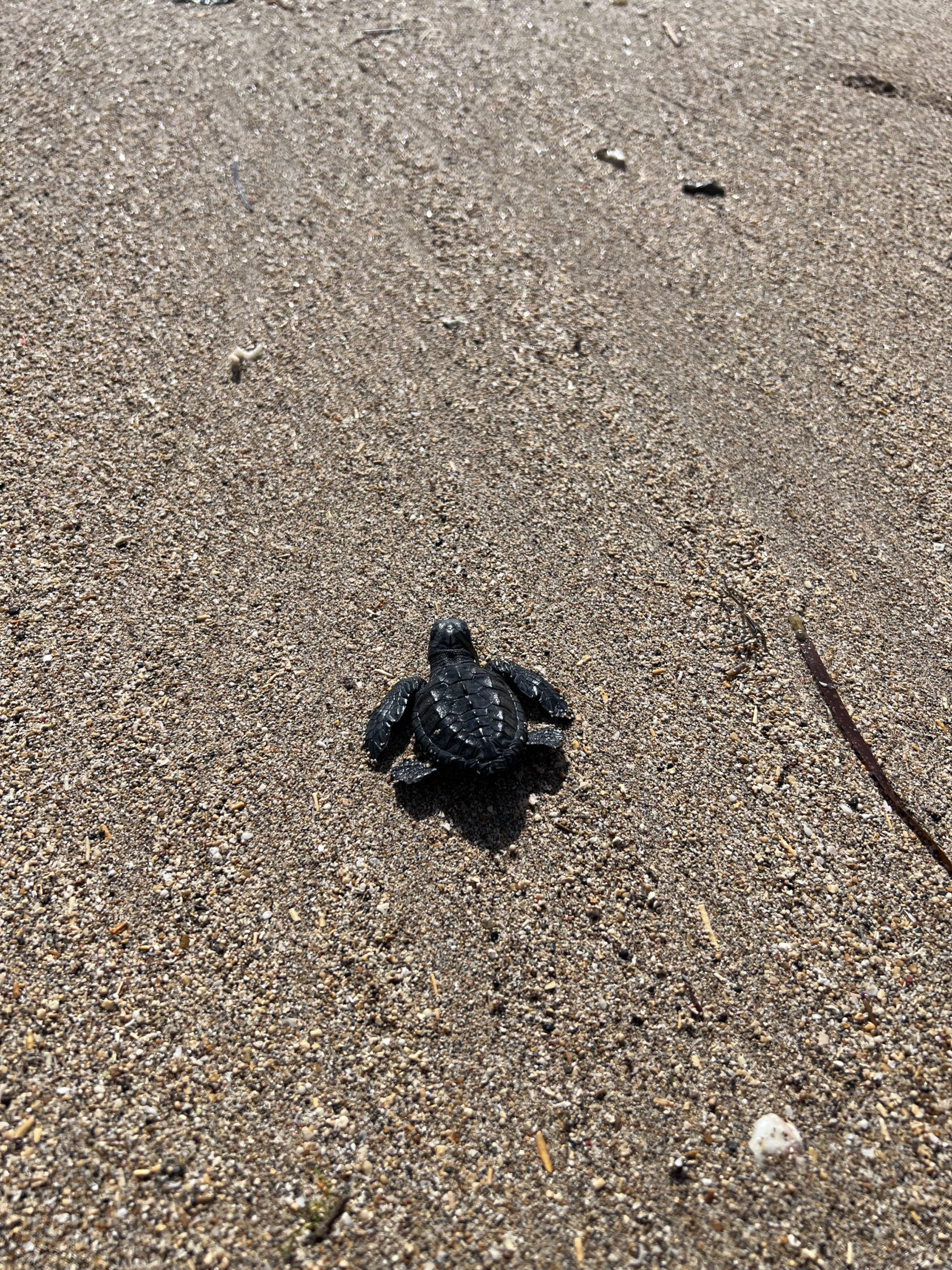 Terracotta Warriors, Tuk-Tuks, and Baby Turtles: Our Summer in Asia ...